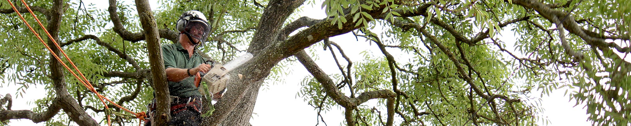 Tibbs Tree Surgeons Tree Thinning and Reducing