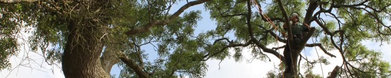 Tibbs Tree Surgeons Tree Felling